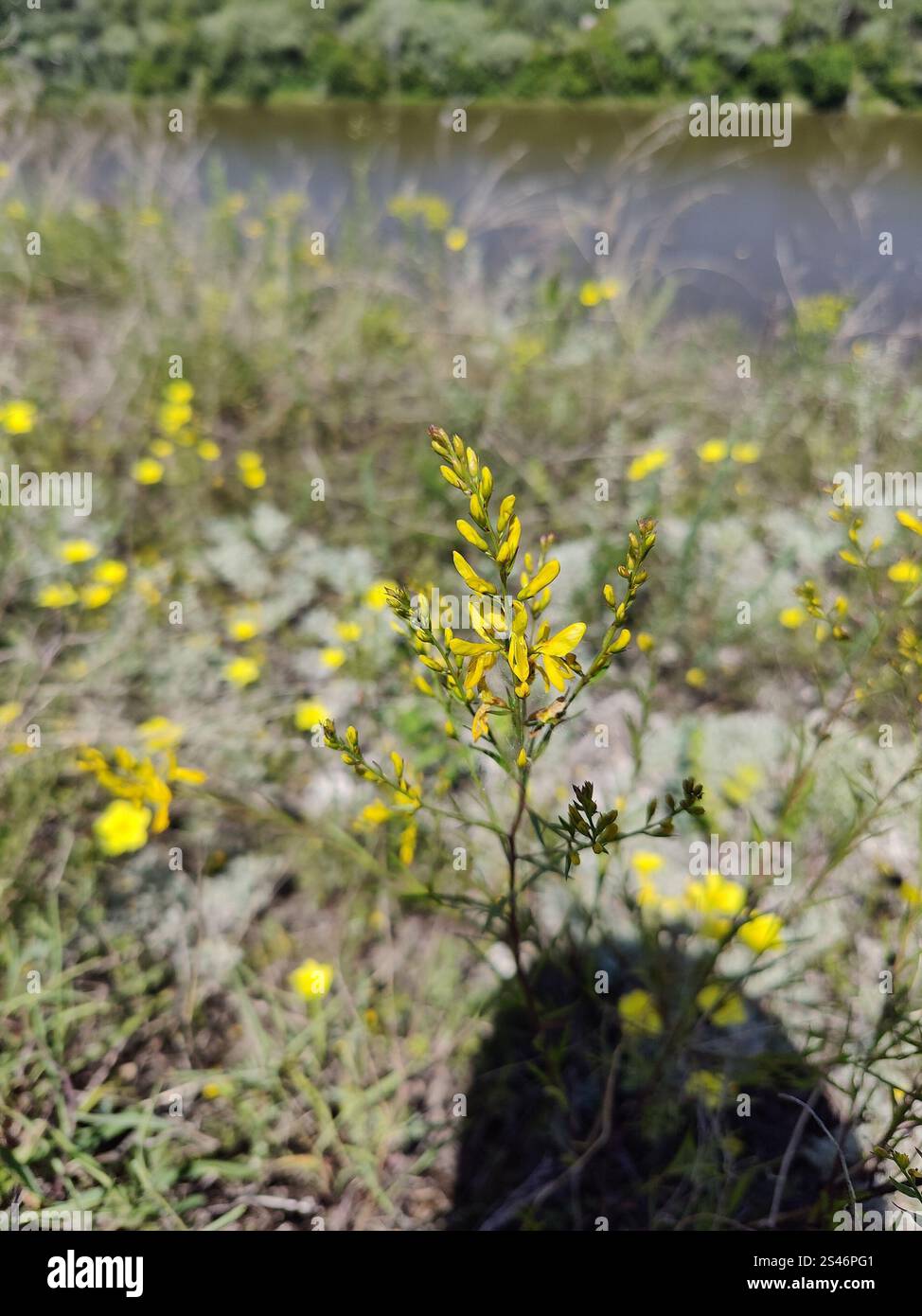 Dyer's Greenweed (Genista tinctoria Stock Photo - Alamy