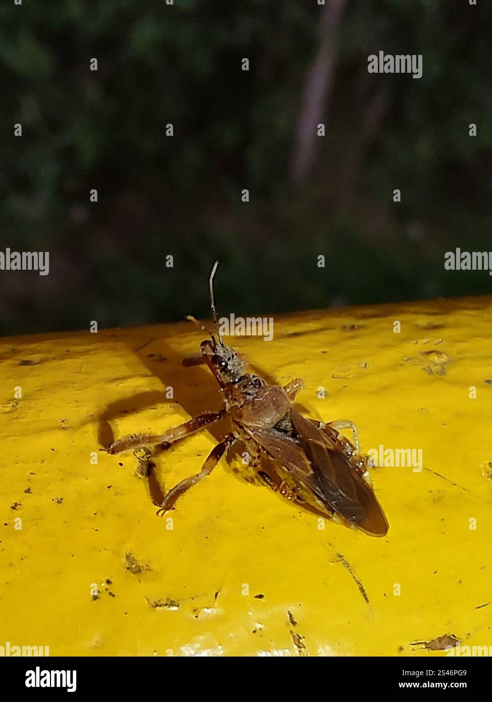 Bee Assassins (Apiomerus Stock Photo - Alamy
