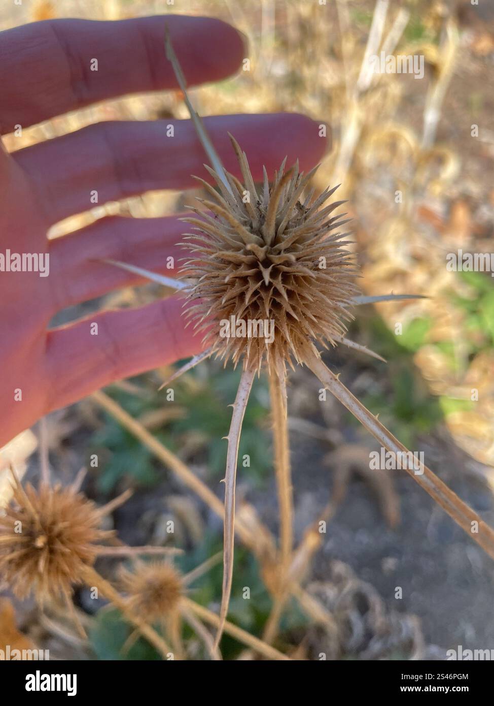 fuller's teasel (Dipsacus sativus Stock Photo - Alamy