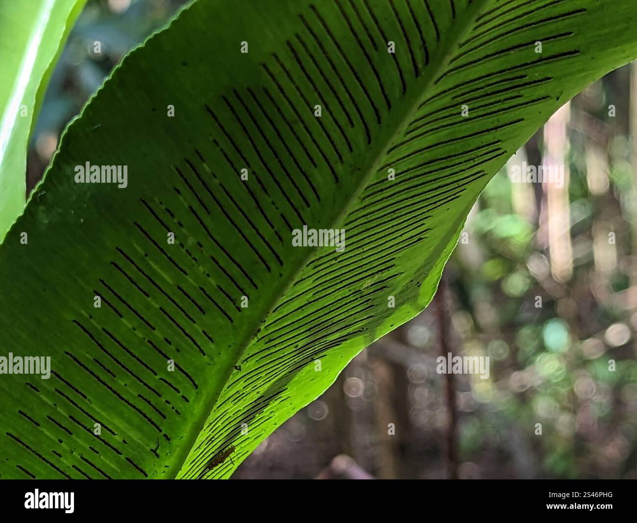 American bird's-nest fern (Asplenium serratum Stock Photo - Alamy