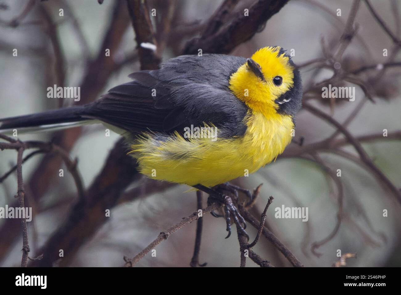 (Myioborus ornatus chrysops Stock Photo - Alamy