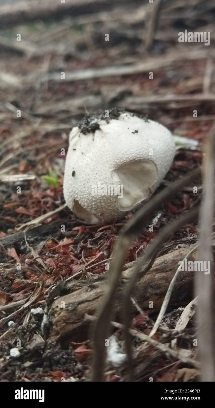 Meadow Puffball (Lycoperdon pratense Stock Photo - Alamy