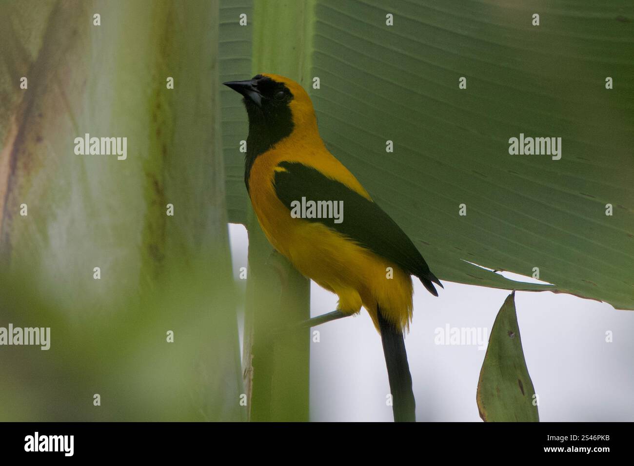 Yellow-backed Oriole (Icterus chrysater Stock Photo - Alamy