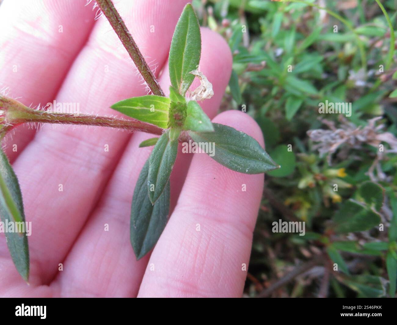 largeflower Mexican clover (Richardia grandiflora Stock Photo - Alamy