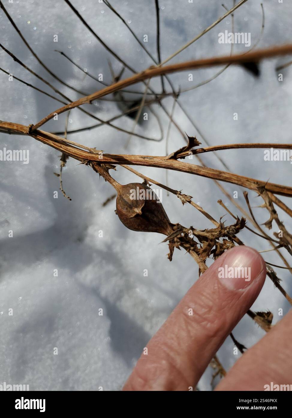 Thistle Stem Gall Fly (Urophora cardui Stock Photo - Alamy