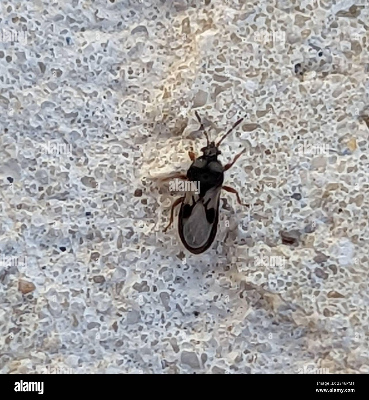 Chinch Bugs (Blissus Stock Photo - Alamy