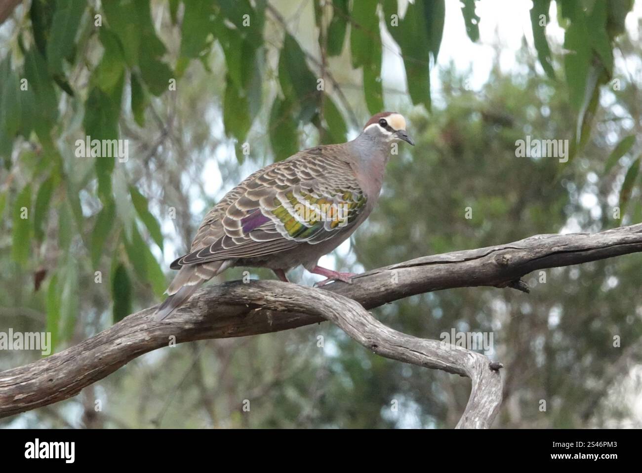 Common Bronzewing (Phaps chalcoptera Stock Photo - Alamy