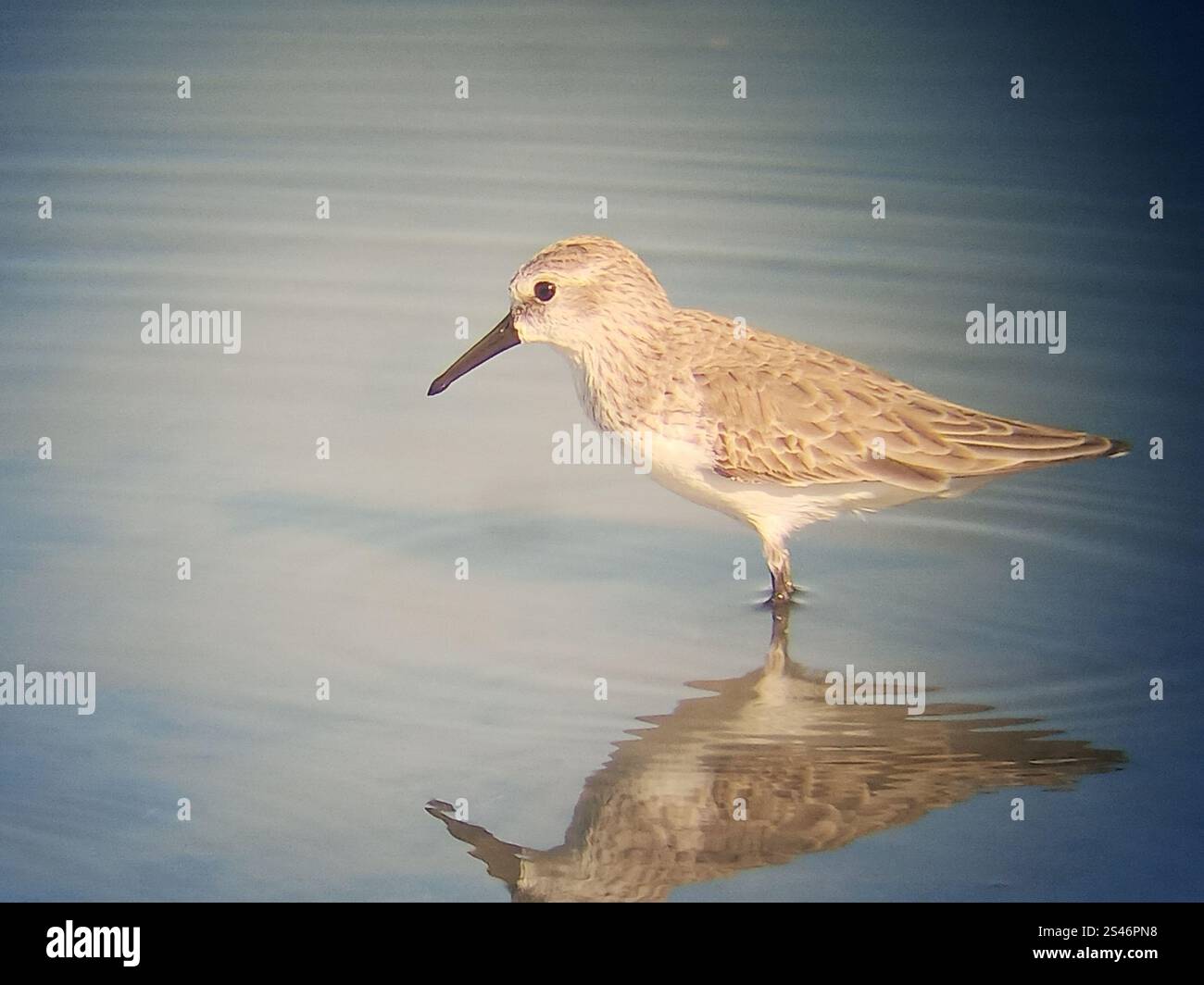 Western Sandpiper (Calidris mauri Stock Photo - Alamy