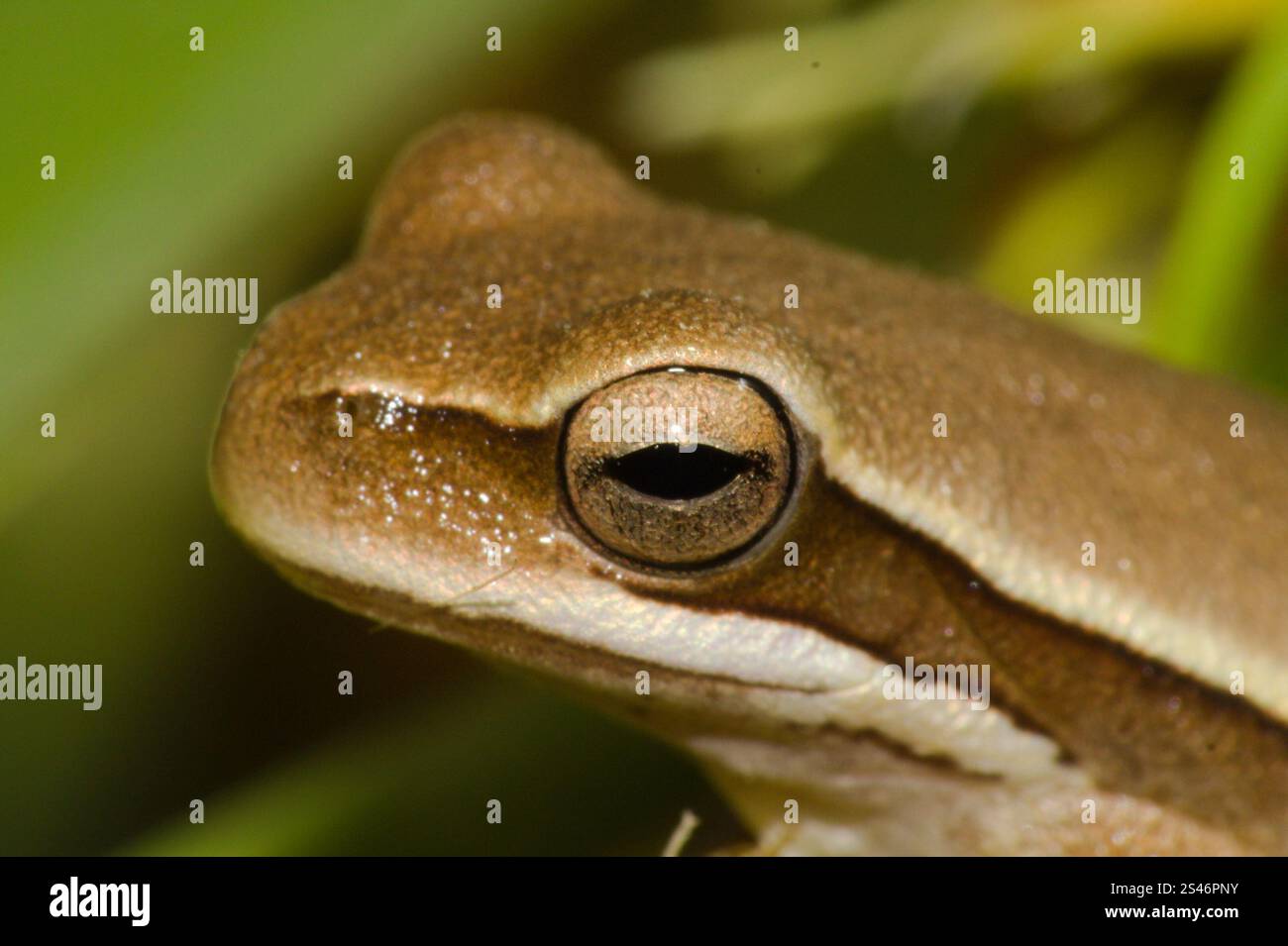 Gladiator Tree Frogs (Boana Stock Photo - Alamy