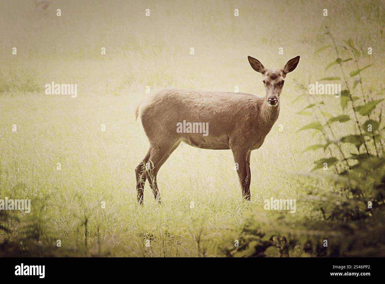 Deer in a german forest wildlife park Stock Photo - Alamy