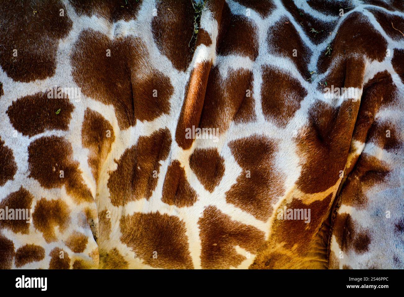 Cut out texture of a giraffe skin Stock Photo - Alamy