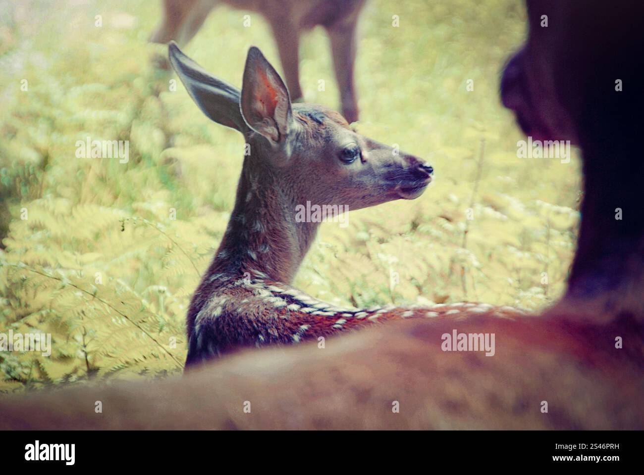 Deer in a german forest wildlife park Stock Photo - Alamy