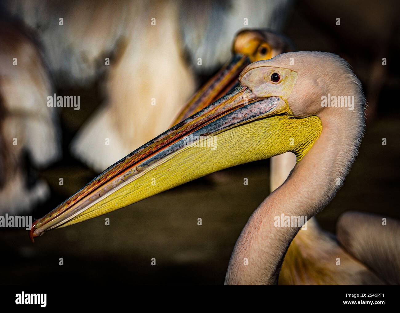 Pelikan symbol hi-res stock photography and images - Alamy
