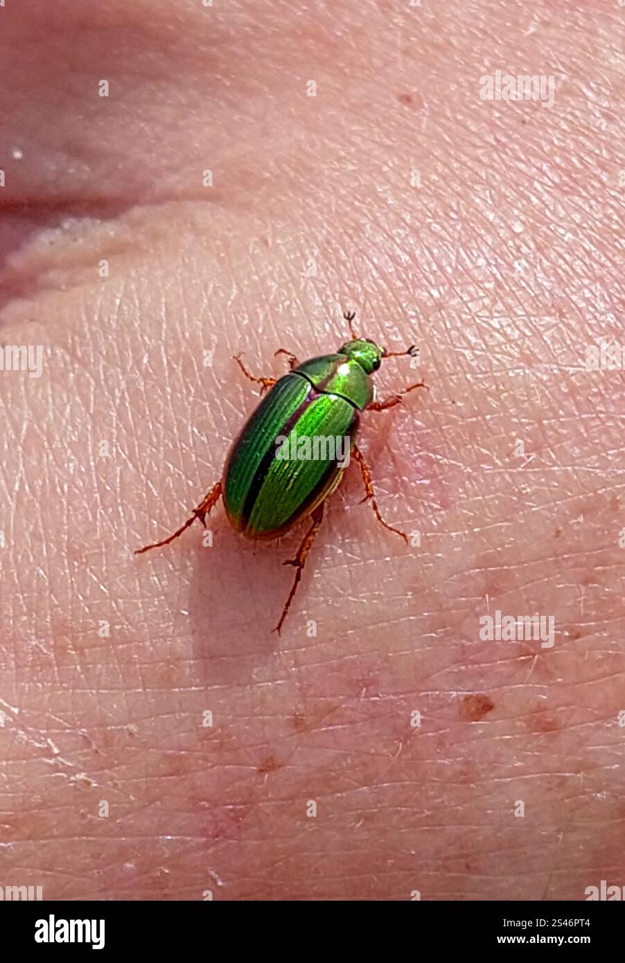 Manuka beetle (Pyronota festiva Stock Photo - Alamy