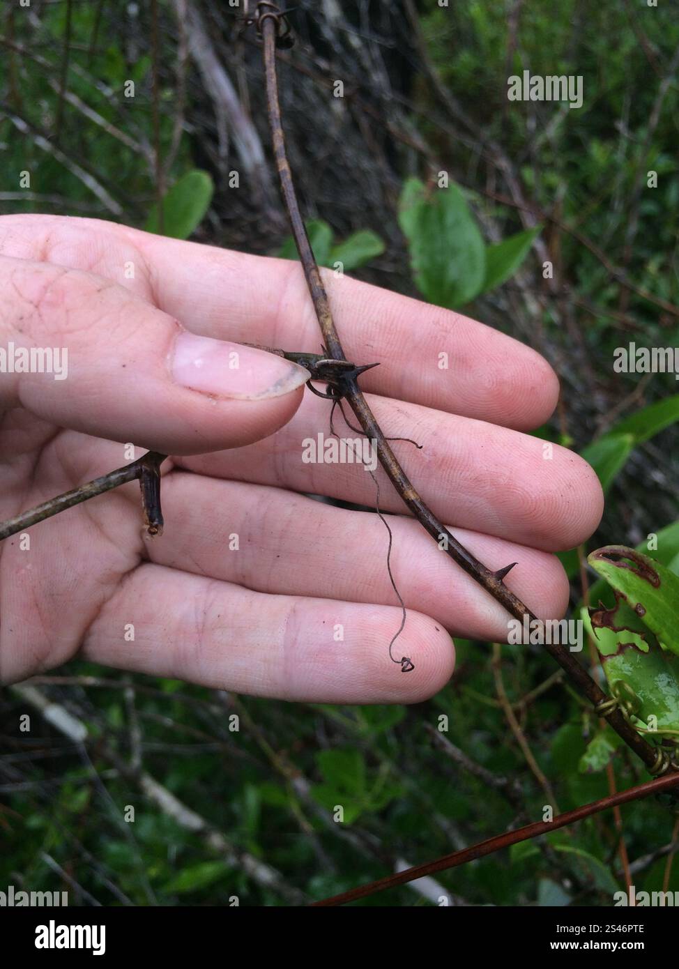 sawbrier (Smilax glauca Stock Photo - Alamy