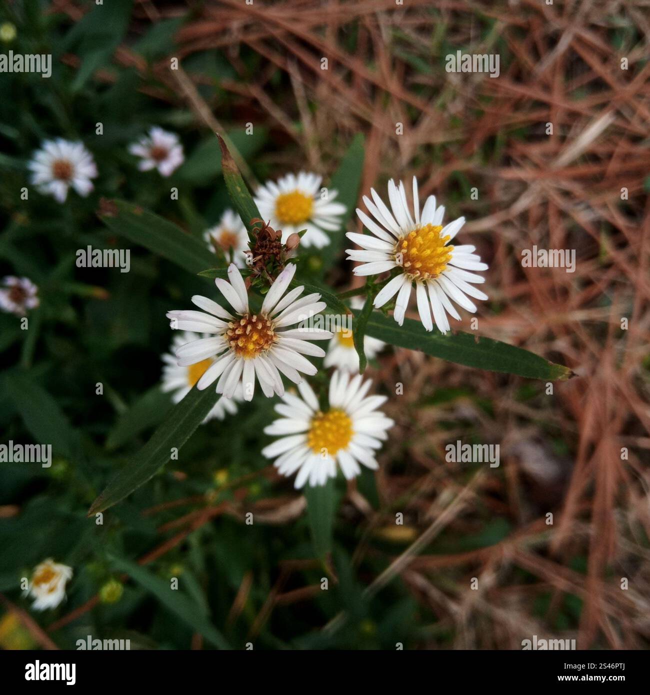 American asters (Symphyotrichum Stock Photo - Alamy