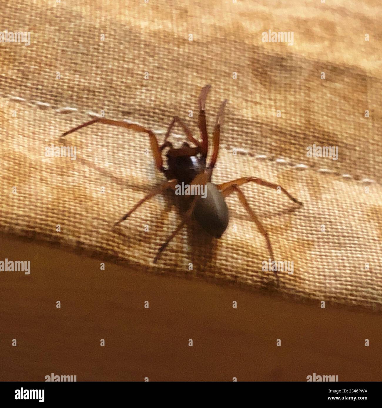 Broad-Faced Sac Spiders (Trachelidae Stock Photo - Alamy