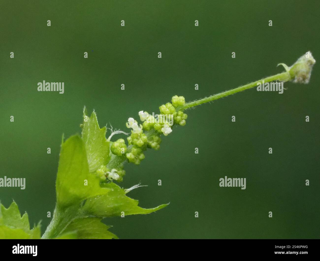 Indian Acalypha (Acalypha indica Stock Photo - Alamy