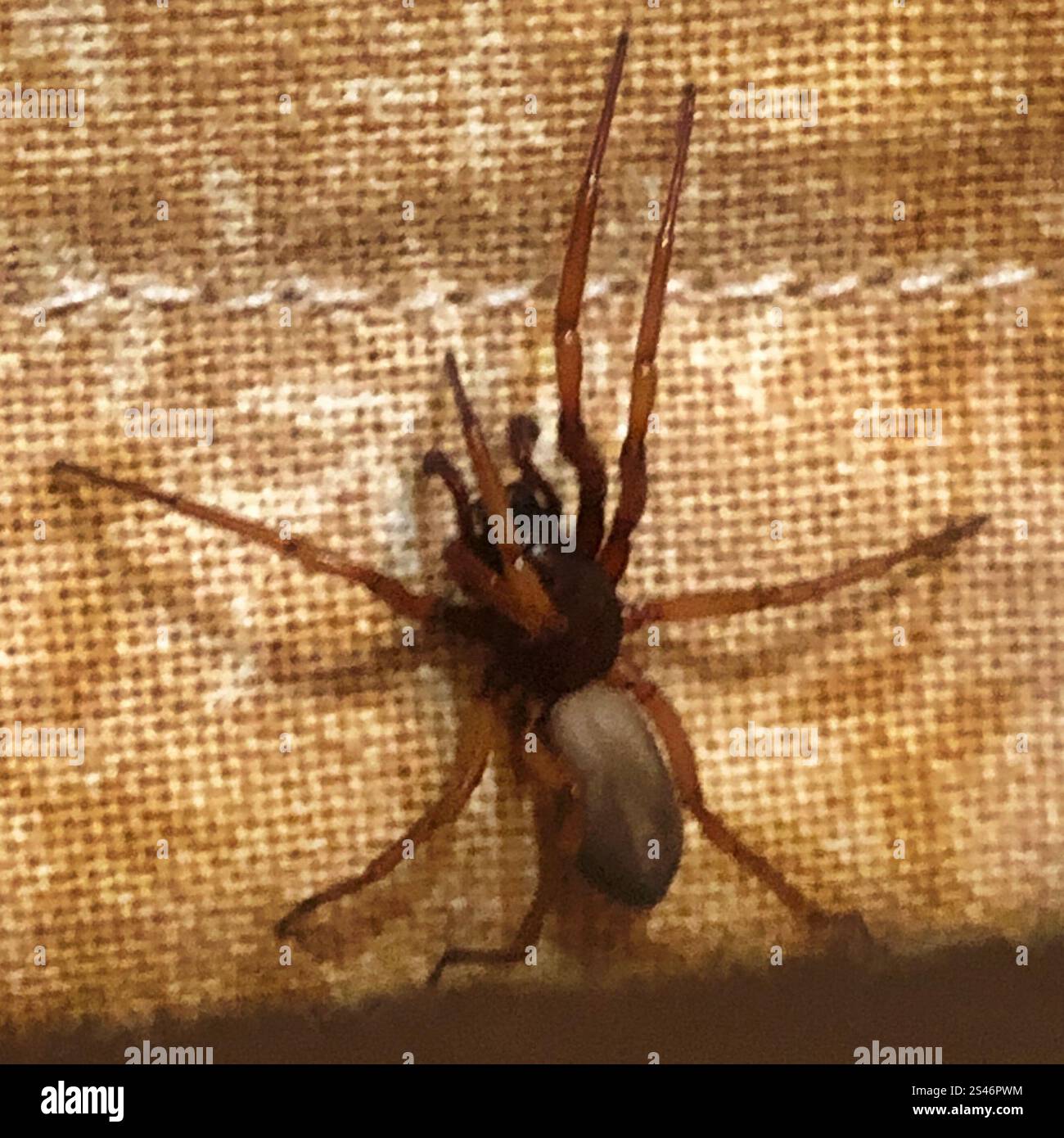 Broad-Faced Sac Spiders (Trachelidae Stock Photo - Alamy