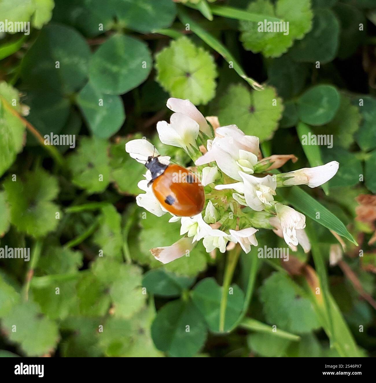 Two-spotted Lady Beetle (Adalia bipunctata Stock Photo - Alamy