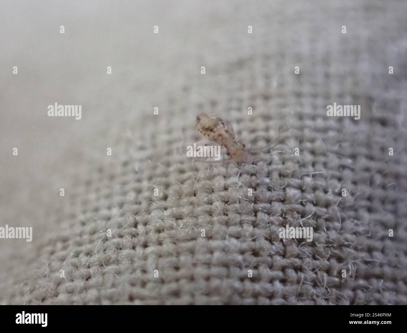 Barklice, Booklice, and Parasitic Lice (Psocodea Stock Photo - Alamy