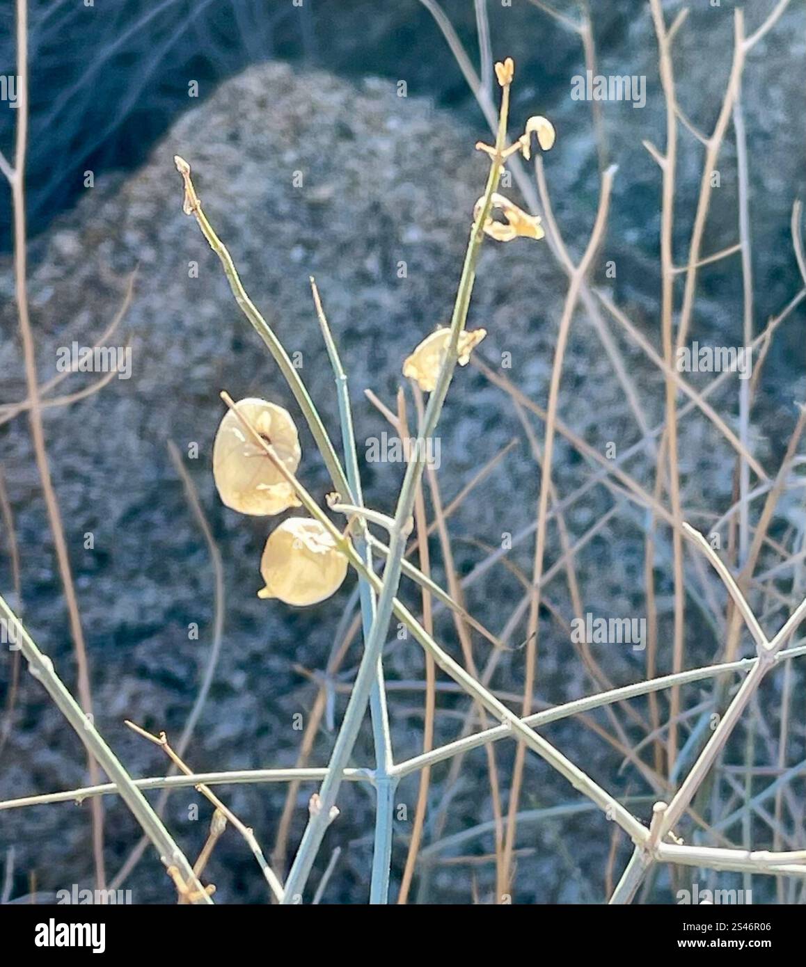 Paperbag Bush (Scutellaria mexicana Stock Photo - Alamy