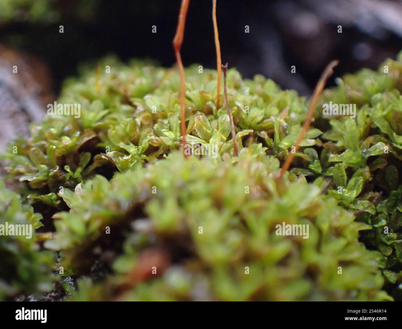 Water Screw-moss (Syntrichia latifolia Stock Photo - Alamy