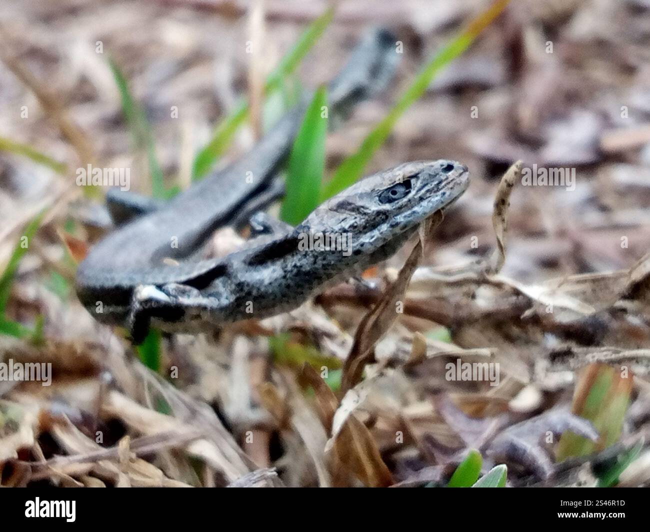 Dark-flecked Garden Sunskink (Lampropholis delicata Stock Photo - Alamy