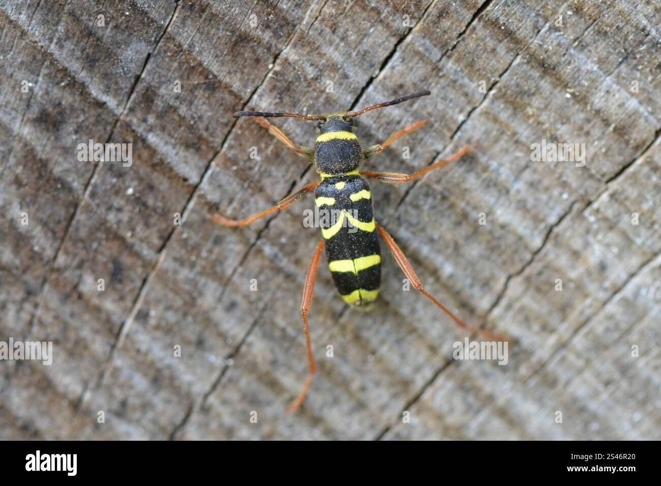 Wasp Beetle (Clytus arietis Stock Photo - Alamy