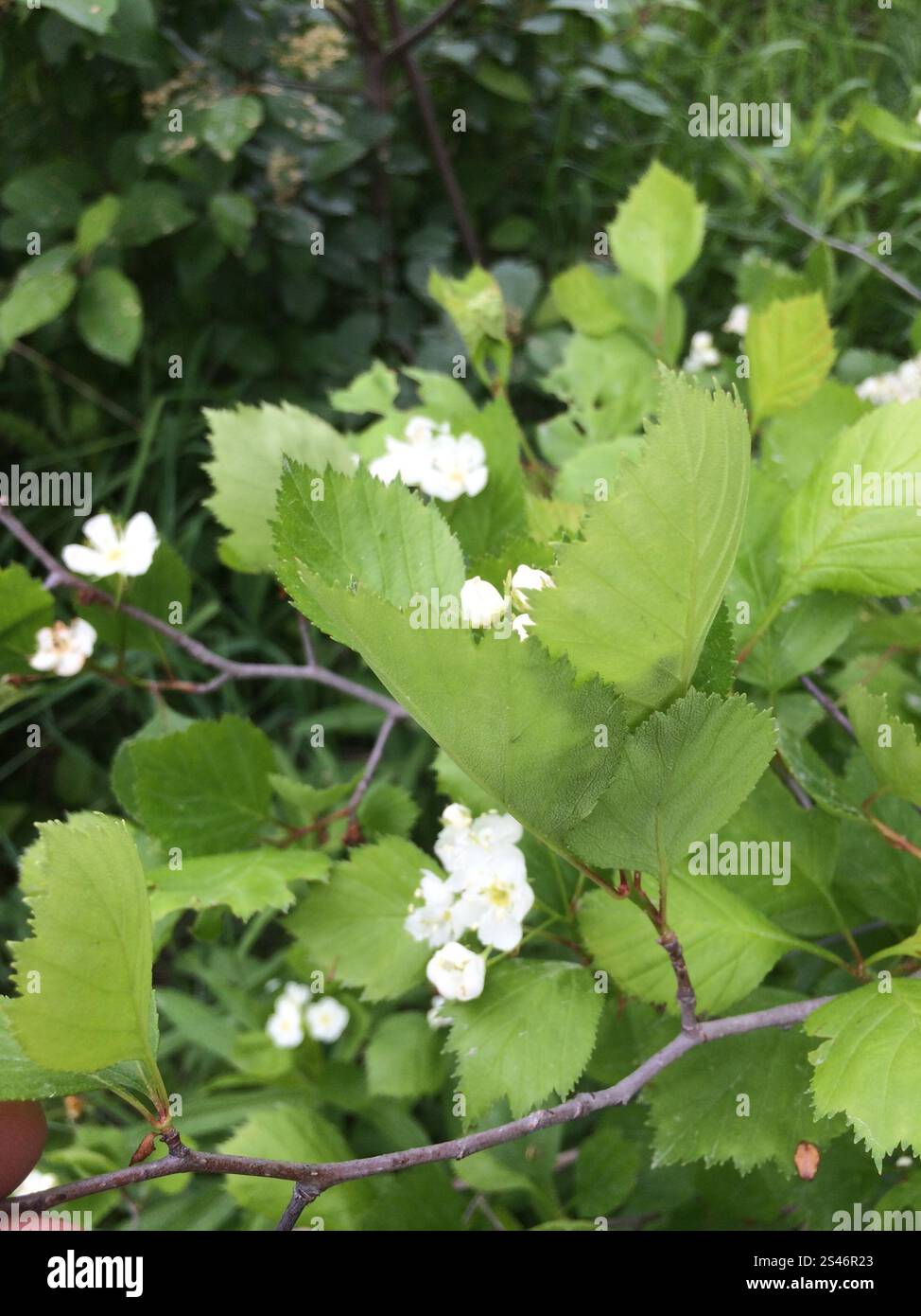 Glabrous-fruit Fireberry Hawthorn (Crataegus chrysocarpa phoeniceoides ...
