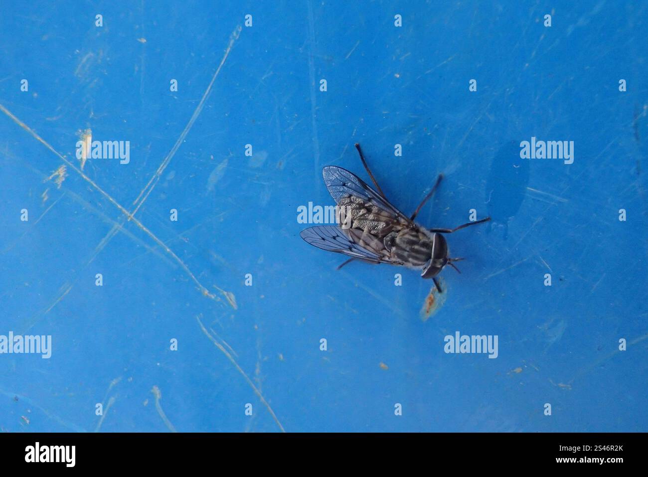 Horse and Deer Flies (Tabanidae Stock Photo - Alamy
