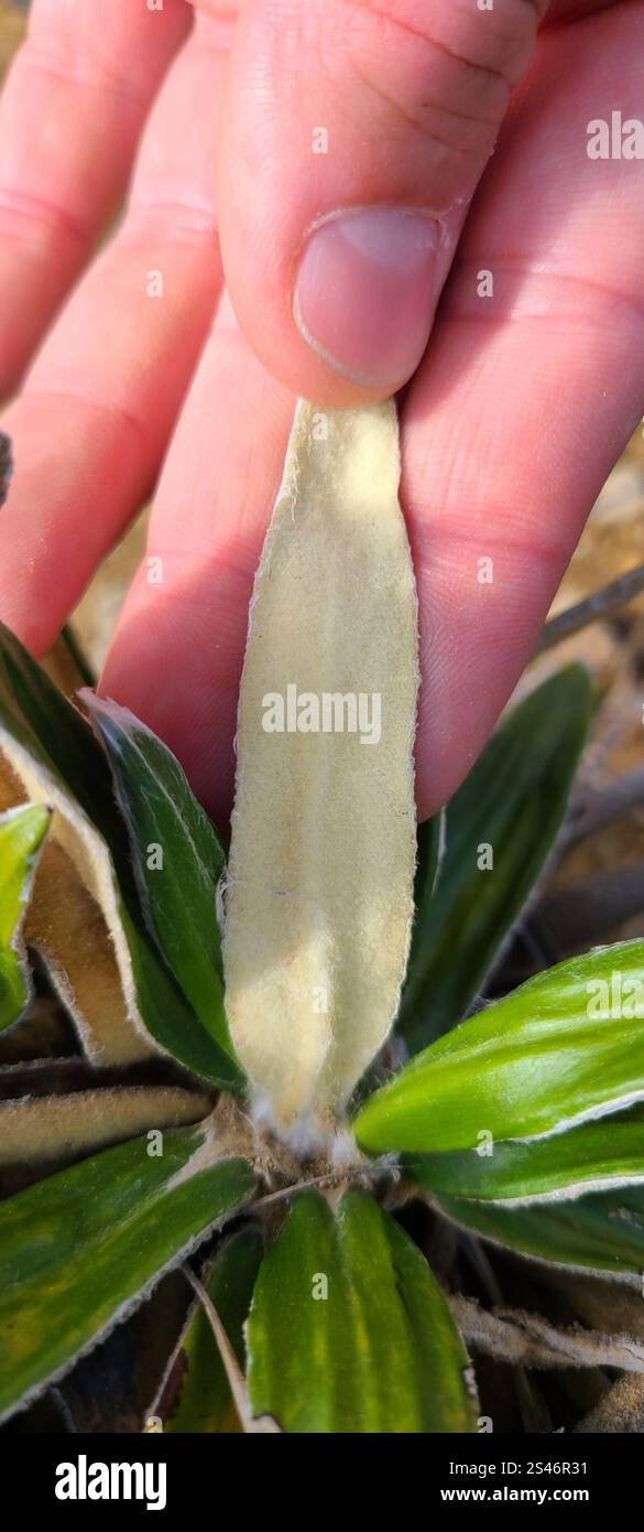 Common Mountain Daisy (Celmisia spectabilis spectabilis Stock Photo - Alamy