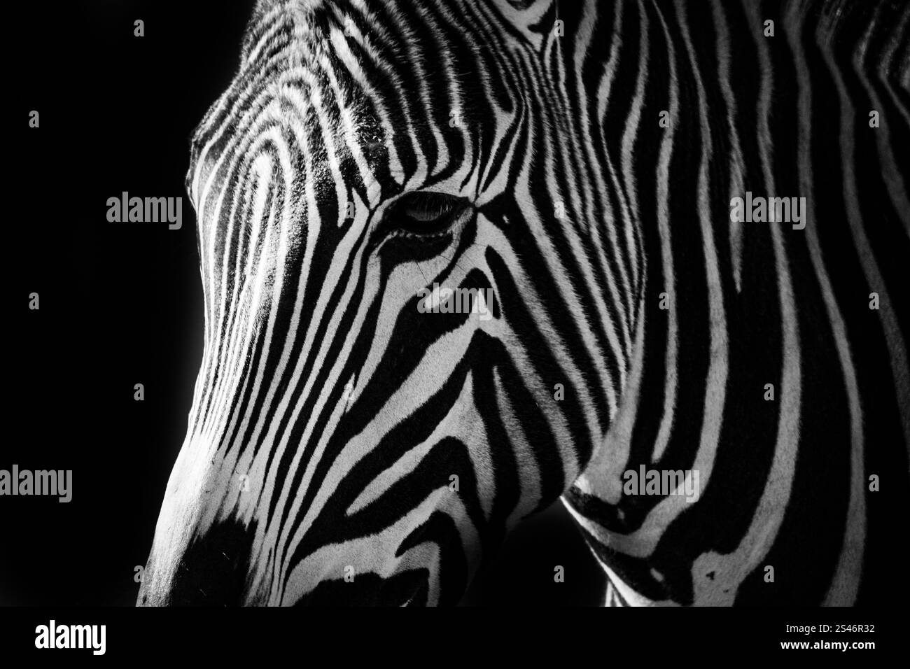 Zebra face Black and White Stock Photos & Images - Alamy