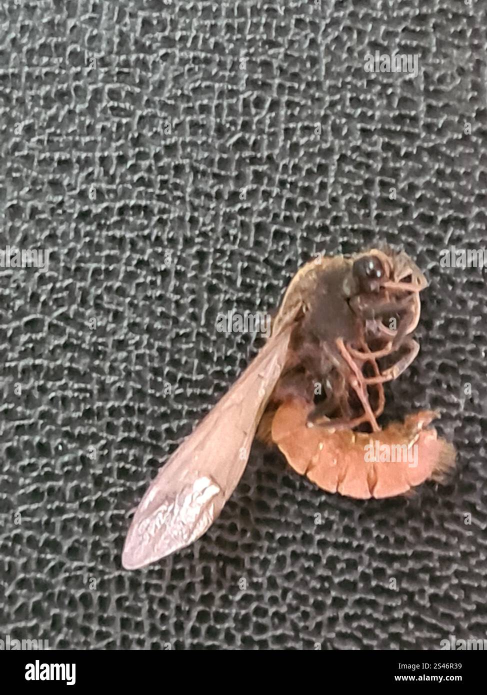 Eciton Army Ants (Eciton Stock Photo - Alamy