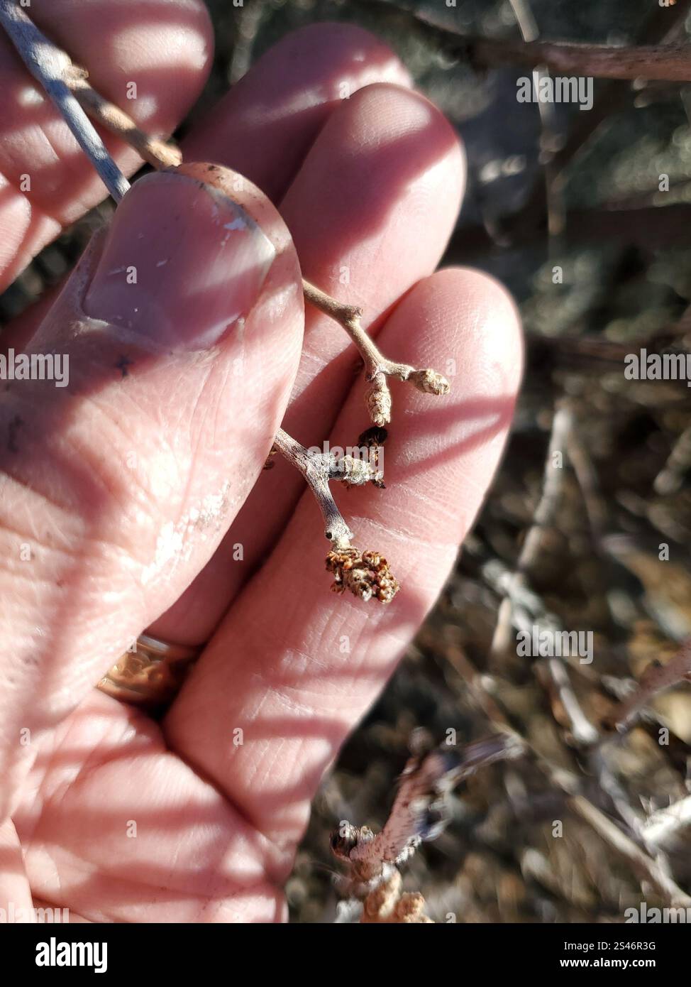 fragrant sumac (Rhus aromatica Stock Photo - Alamy