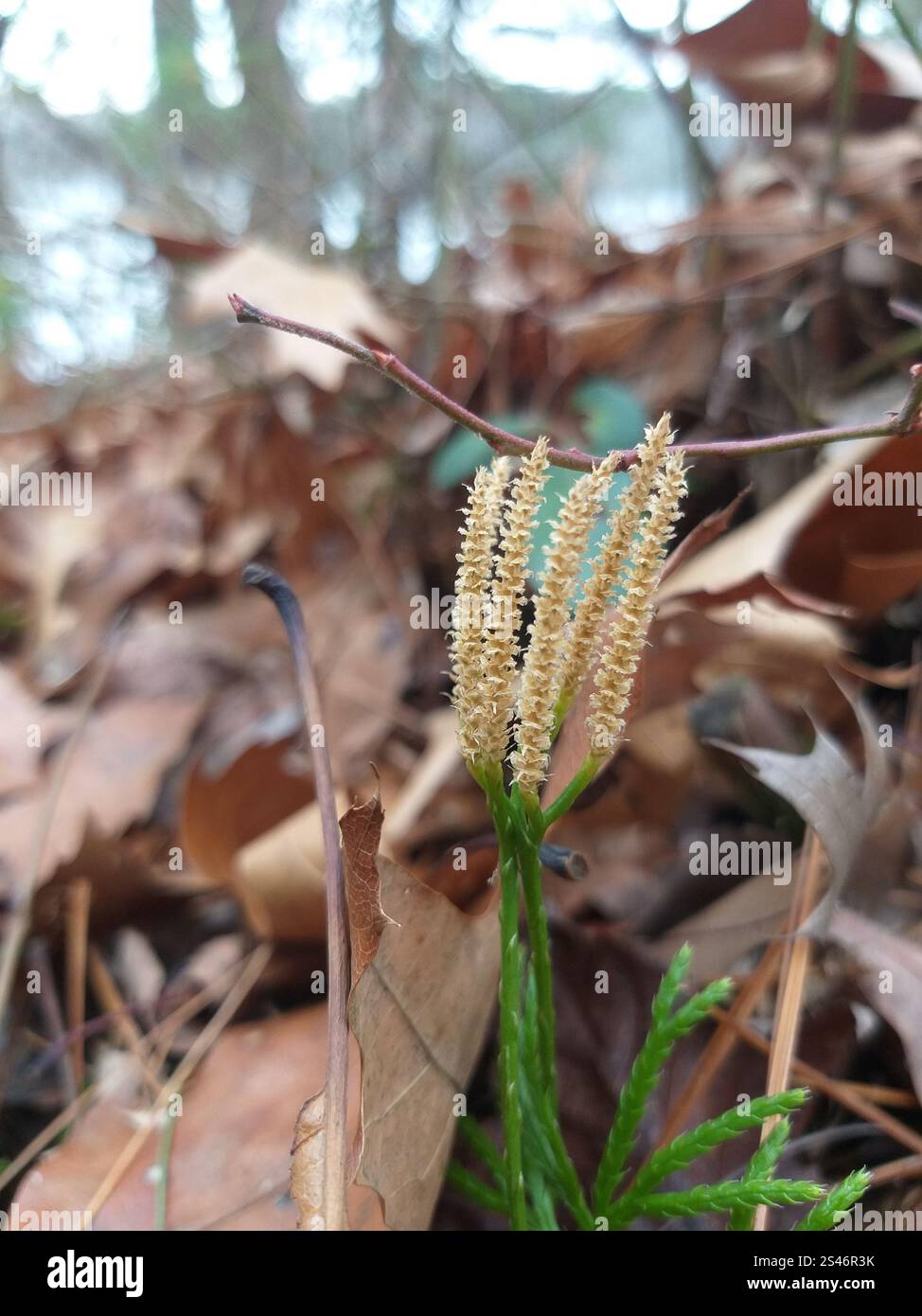 fan clubmoss (Diphasiastrum digitatum Stock Photo - Alamy