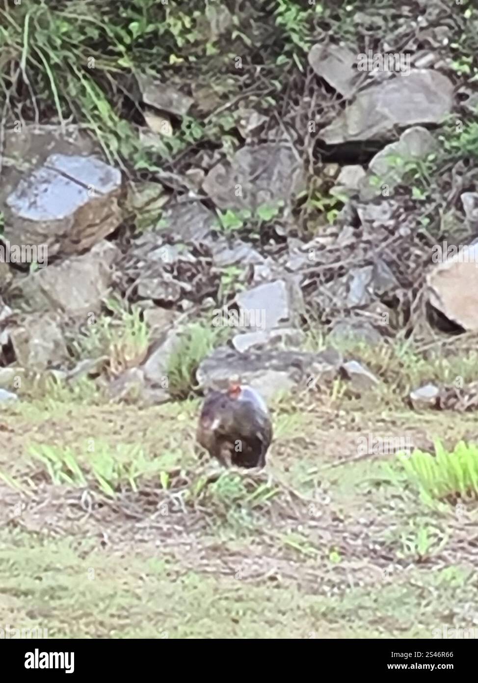 Red-rumped Agouti (Dasyprocta leporina Stock Photo - Alamy