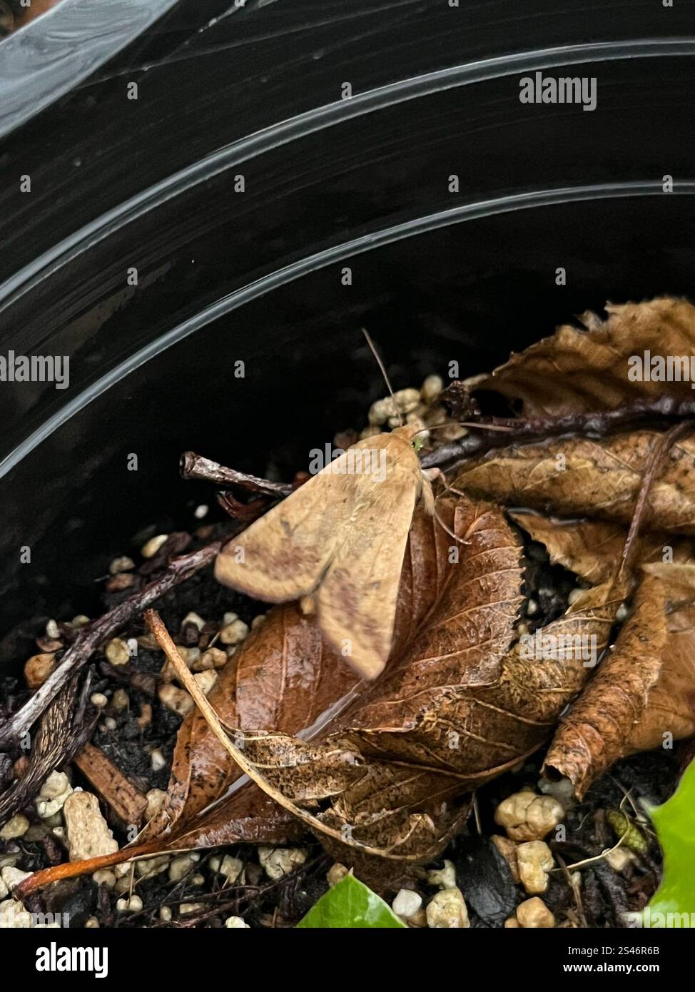 Corn Earworm Moth (Helicoverpa zea Stock Photo - Alamy