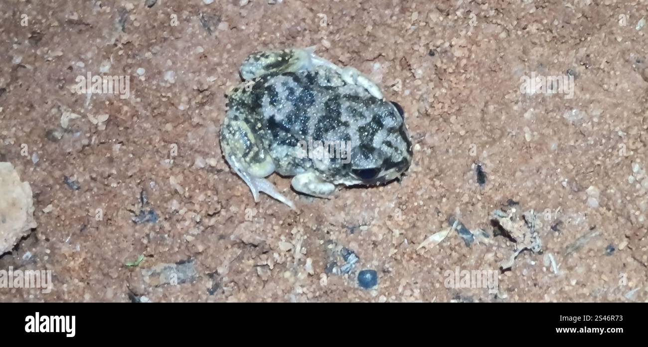 Painted Trilling Frog (Neobatrachus pictus Stock Photo - Alamy