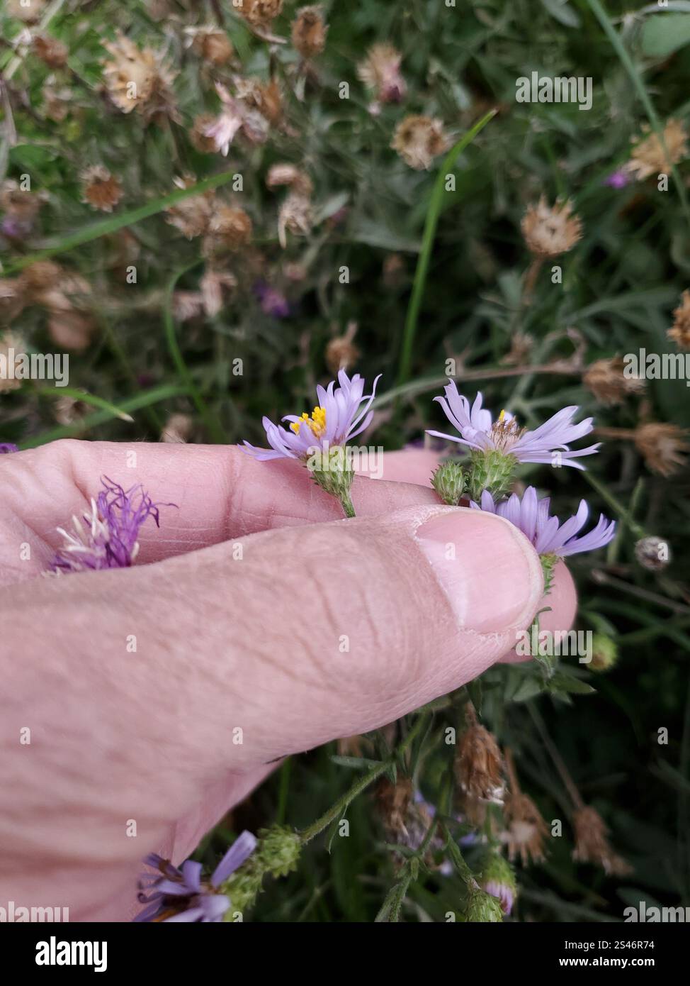 western aster (Symphyotrichum ascendens Stock Photo - Alamy