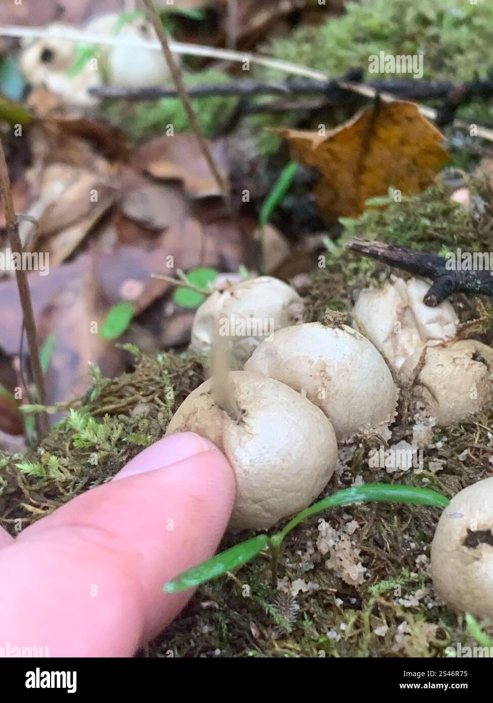 Pear-shaped Puffball (Apioperdon pyriforme Stock Photo - Alamy