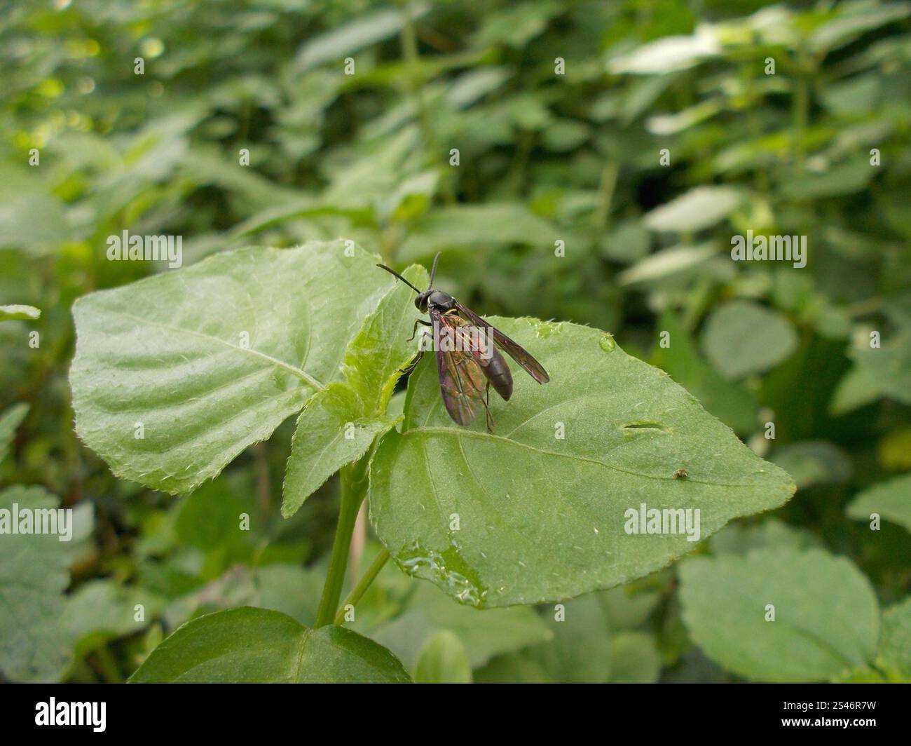 Hornets, Paper Wasps, Potter Wasps, and Allies (Vespidae Stock Photo ...