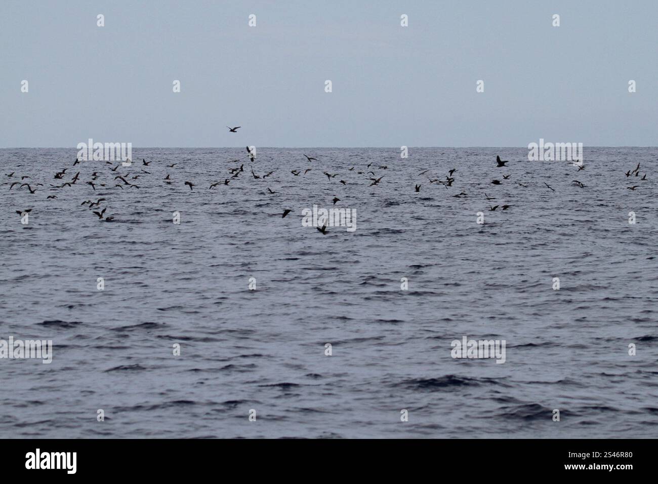 Hawaiian Black Noddy (Anous minutus melanogenys Stock Photo - Alamy