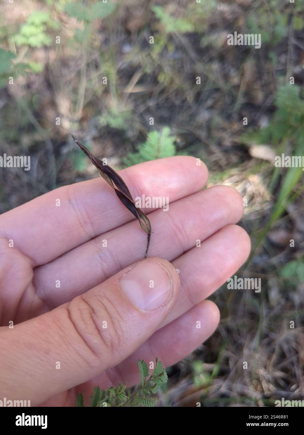 Velvet Bundleflower (Desmanthus velutinus Stock Photo - Alamy