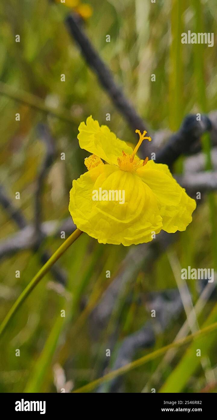 Xyris operculata hi-res stock photography and images - Alamy