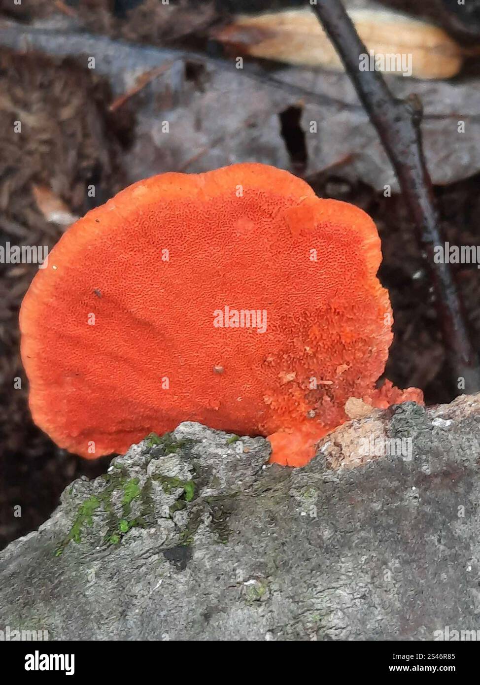 Northern Cinnabar Polypore (Trametes cinnabarina Stock Photo - Alamy