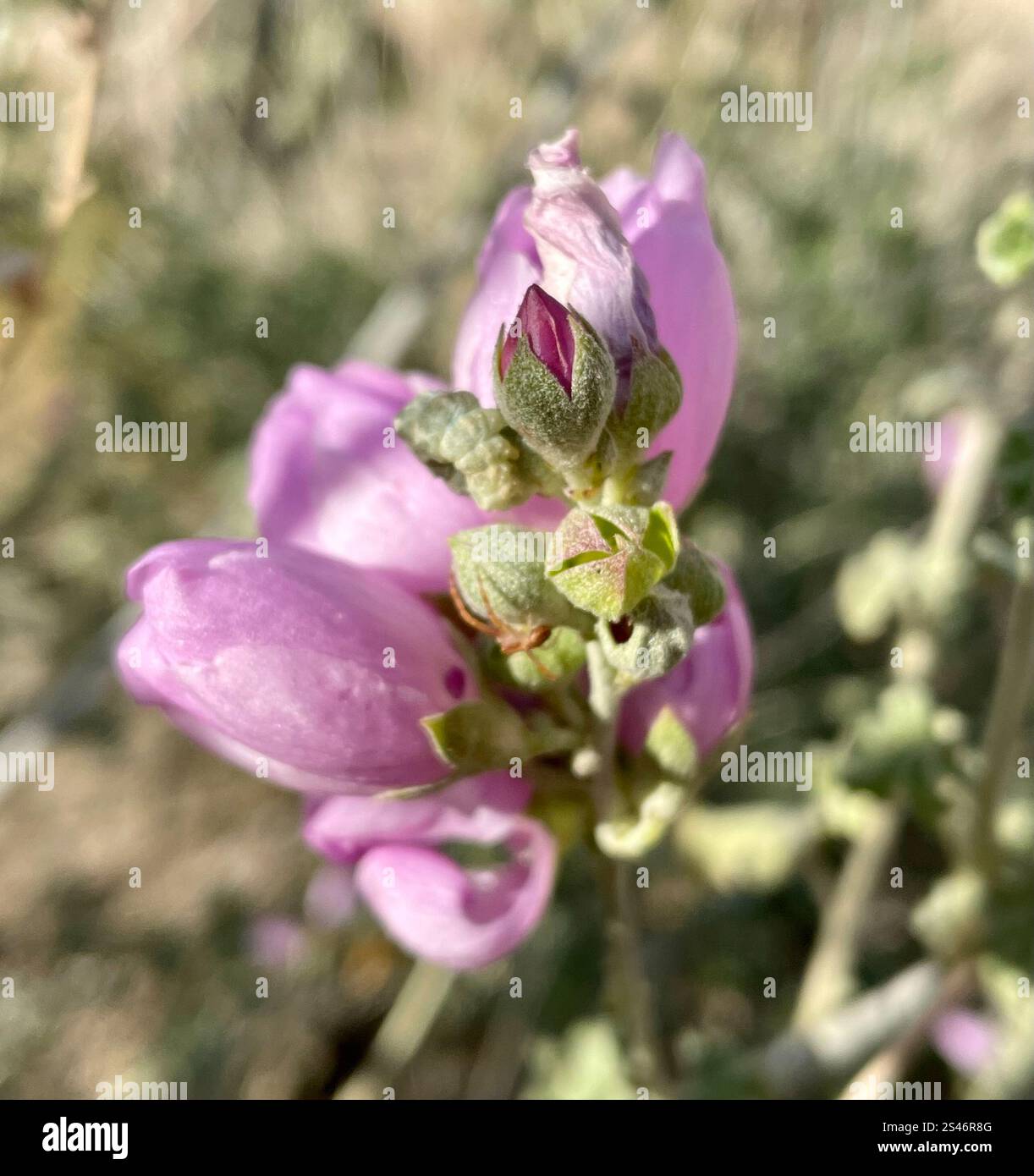 southern coastal bushmallow (Malacothamnus fasciculatus Stock Photo - Alamy