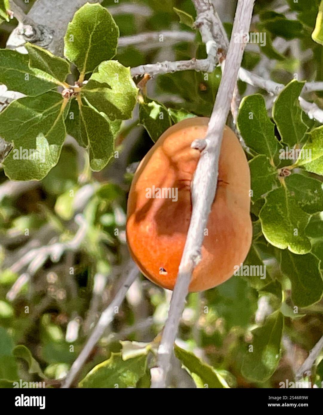 California Gall Wasp (Andricus quercuscalifornicus Stock Photo - Alamy