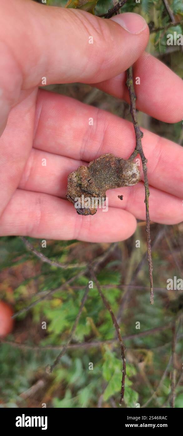 Murphyi hi-res stock photography and images - Alamy