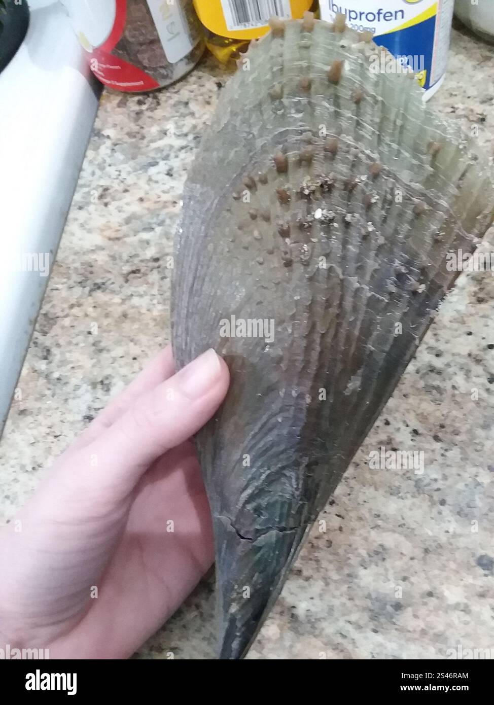 Stiff Pen Shell (Atrina rigida Stock Photo - Alamy